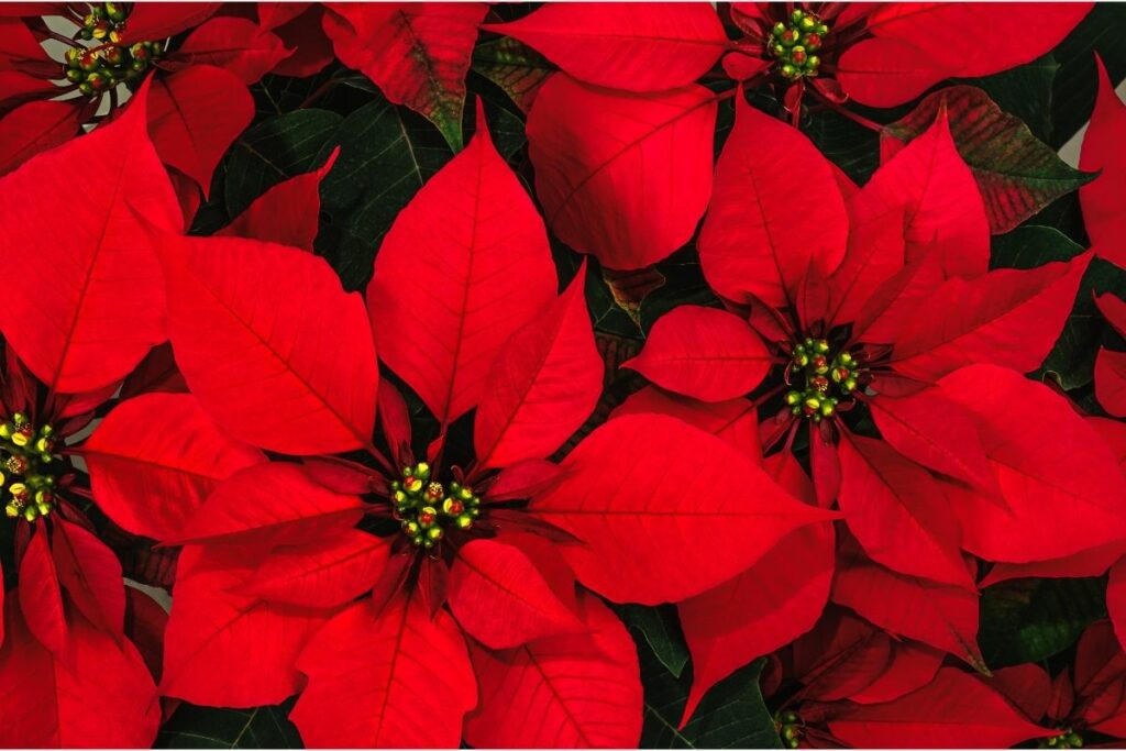 How Much Water Does A Poinsettia Need Botanic Box