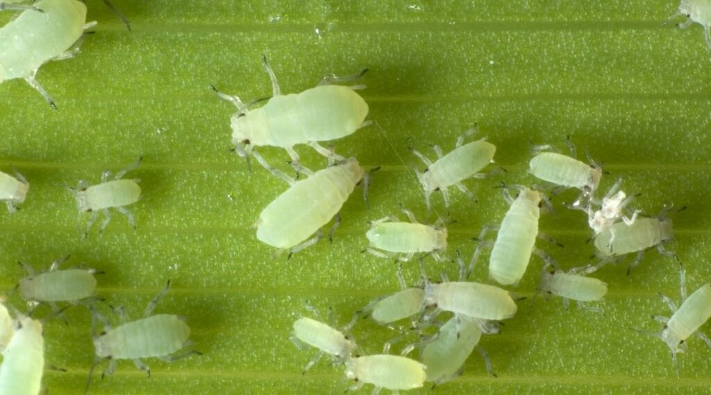 Are Aphids Harmful To Humans? - Botanic Box