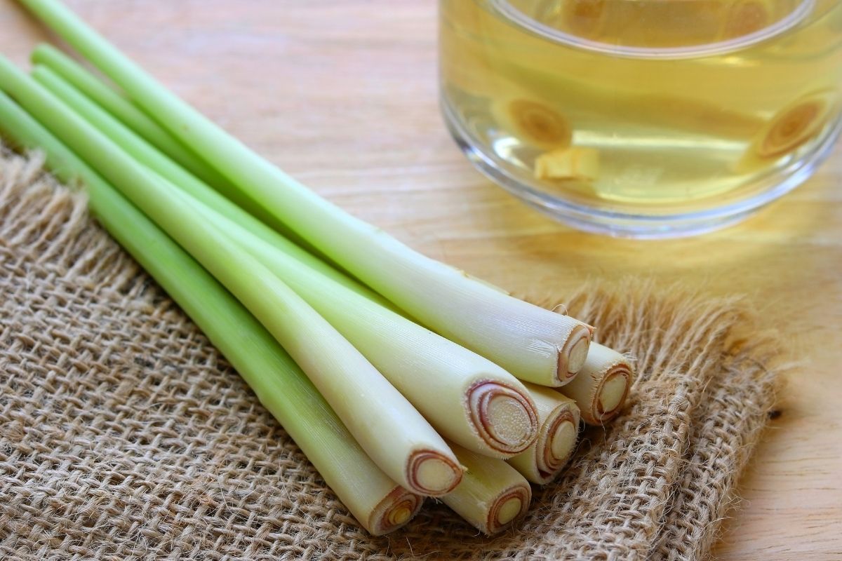 Does Lemongrass Repel Mosquitoes Botanic Box