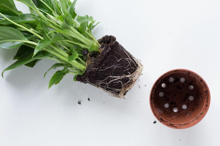 What Does Root Rot Do To Houseplants? - Botanic Box