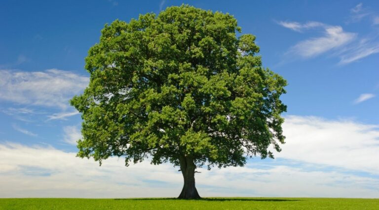 How Long Does It Take An Oak Tree To Grow? - Botanic Box