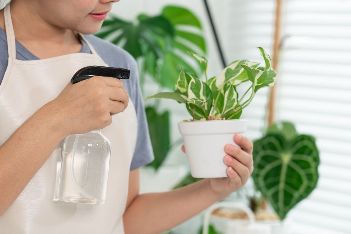 Do Monsteras Like Humidity? - Botanic Box