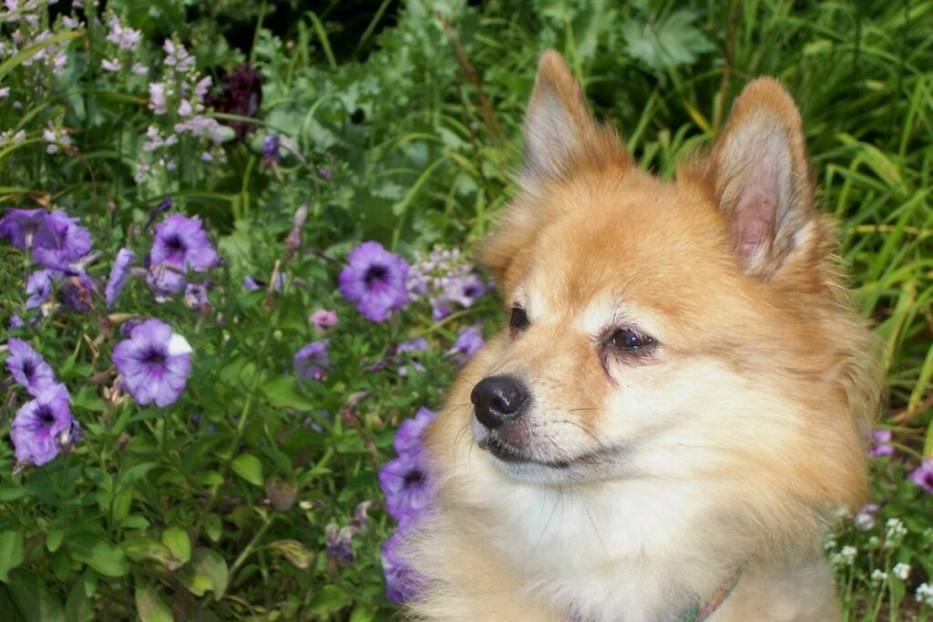 Are Petunias Poisonous To Dogs? - Botanic Box