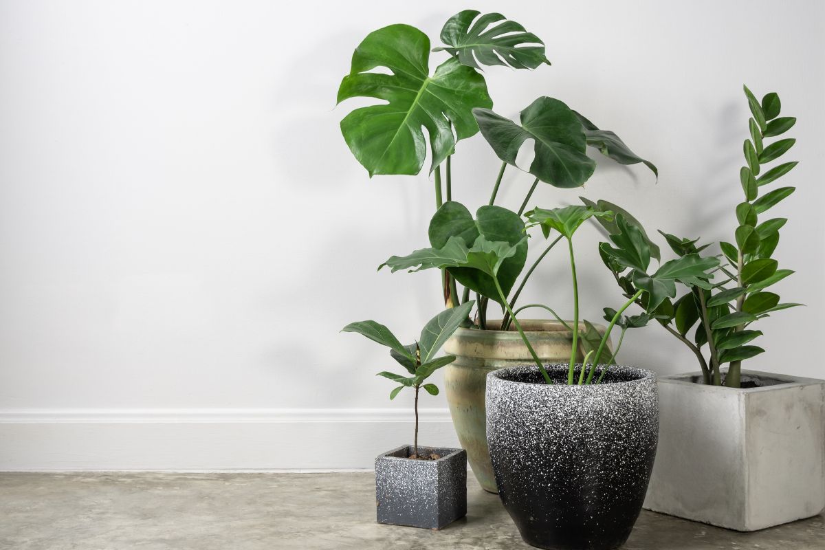 Best Plant For Basement - Botanic Box