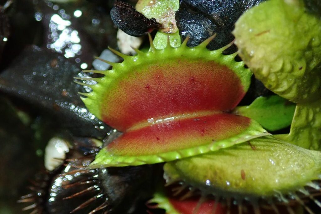 Why Is My Venus Fly Trap Turning Black Botanic Box